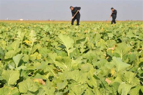 安徽合肥：田间春耕忙