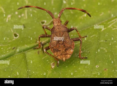 Closeup On A Speckled Brown Herbivorous Nymph Instar Dock Bug Coreus
