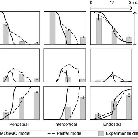In Silico And In Vivo Evolution Of Normal Fracture Healing Temporal