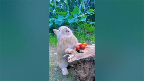 ارنب لطيف كيوت Youtube