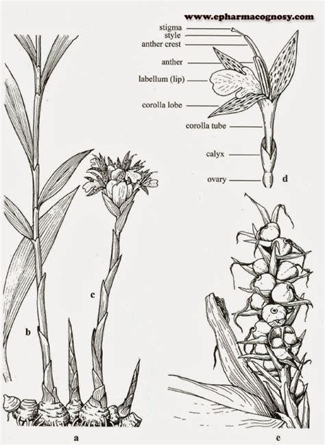 Structure Of The Ginger Plant