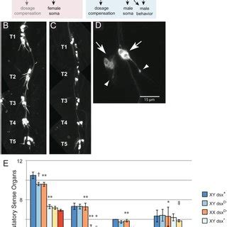 A The Sex Determination Hierarchy Directs The Generation Of Download Scientific Diagram
