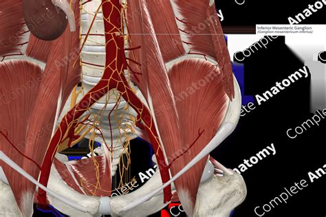 Inferior Mesenteric Ganglion Complete Anatomy