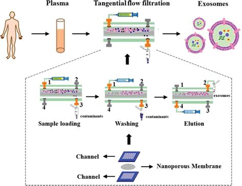 Exosome Isolation On A Chip Using Tangential Flow Filtration After Download Scientific Diagram