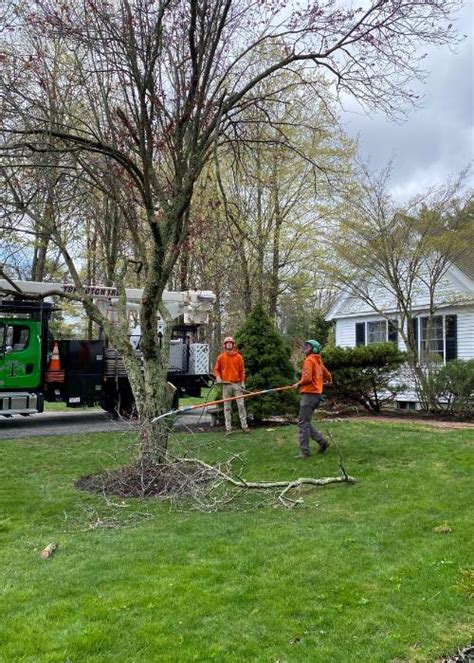 Expert Tree Pruning Services South Shore S Top Choice Top Notch Tree Care