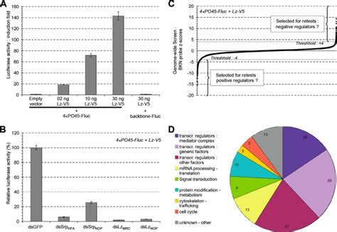A Genome Wide Rna Interference Screen Identifies A Differential Role Of The Mediator Cdk8 Module