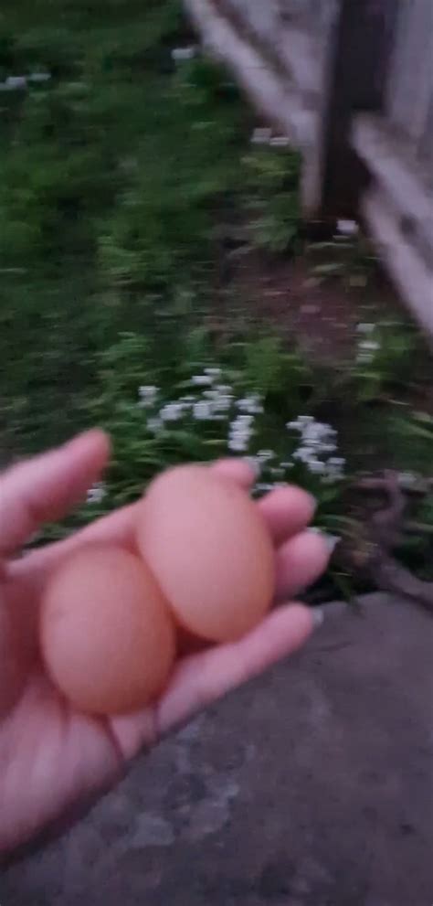 Shell Less Eggs Rinterestingasfuck