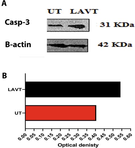 Caspase 3 Casp 3 Induction By Mmr Vaccine On The Solid Tumor Of