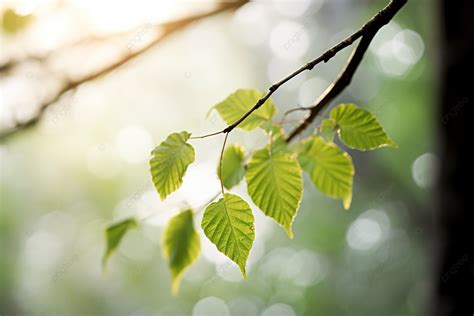 Leaves In A Tree Trunk Background Sensitivity Gyeonggi Do Season Background Image And