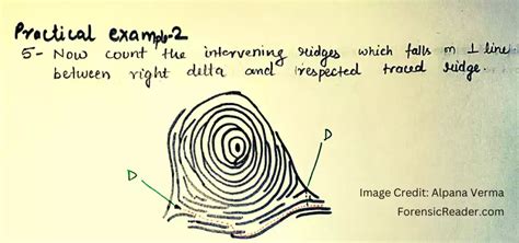 Ridge Tracing In Whorl Fingerprint Rules Practical With Images