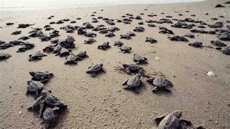 Galgibagaturtle Beach Goa Top Attractions And Things To Do Goa Tourism