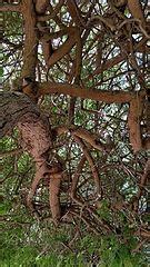 Category Crown Botany Wikimedia Commons