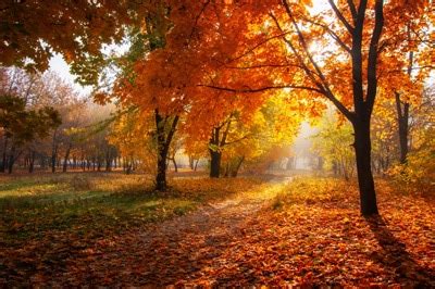 Fall Vs Autumn What Is The Difference Weather Station Advisor