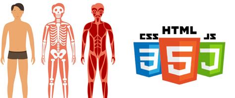 The Human Body And Html Css And Js Dev Community