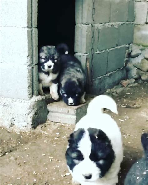 კავკასიური ნაგაზის ლეკვიბი იყიდება 598900750 რამაზი Youtube