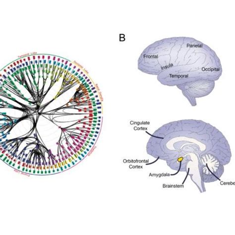 Large Scale Anatomical Connectivity A Network Analysis Of Anatomical