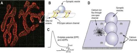 Schematic Of How LEMS Affects Neuromuscular Cells Download Scientific Diagram