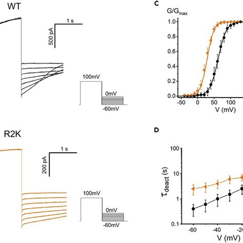 Effects Of Charge Conserving Mutation Of R3 On The Open State Of The Download Scientific