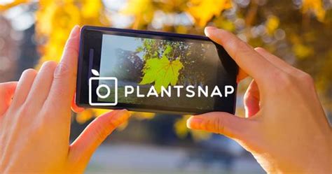 Определитель растений по фотографии, описанию. Приложение онлайн ...