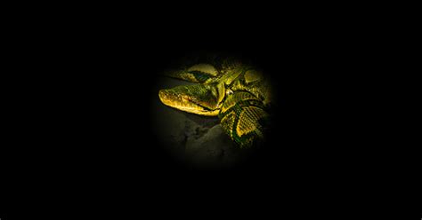 Python Snake Sticker Teepublic