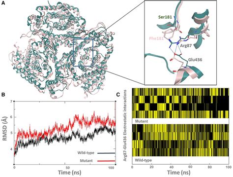 The Ps181f Missense Variant Detected That The Loss Of Function Effect