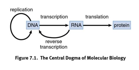 Chapter RNA And The Genetic Code Flashcards Quizlet