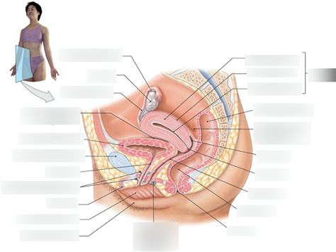 Female Reproductive System (Sagittal Section) Diagram | Quizlet