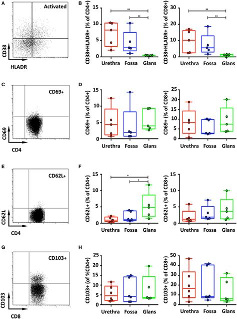 Activation And Adhesion Markers Of Penile T Cells Representative Dot Download Scientific