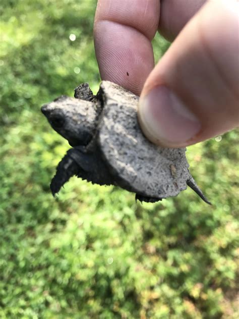 Itty Bitty Snapping Turtle Scrolller