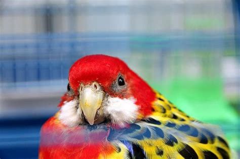 A Complete Guide To Eastern Rosellas Breeding Parrot Quaker