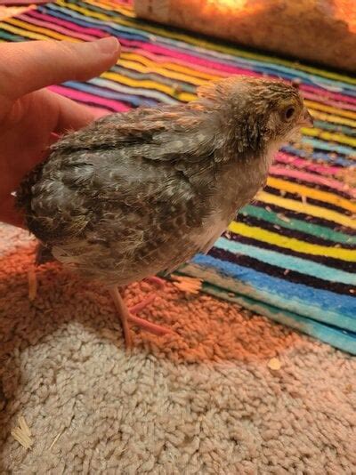 Quail Sexing Backyard Chickens Learn How To Raise Chickens