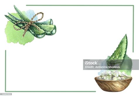 알로에 베라 프레임 수채화 그림입니다 화장품 향수 및 의약품의 라벨 및 포장용 아름다움에 대한 스톡 벡터 아트 및 기타 이미지