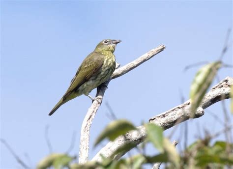 The Loudest Bird In The World Has A Deafening Mating Call