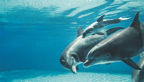 Secret Garden And Dolphin Habitat All You Should Know Before You Go