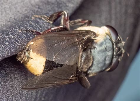 Bot Fly Bugguidenet