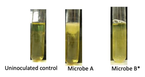 Lab Exam 2 Practice Questions For Metabolic Tests Thioglycollate