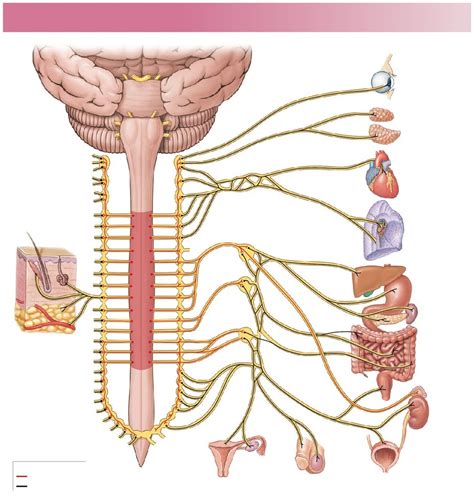 Autonomic Nervous System Diagram Quizlet