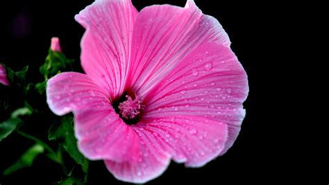 Pink Hibiscus With Water Drops Hd Pink Wallpapers Hd Wallpapers Id