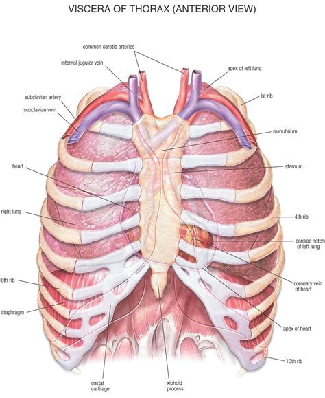 Female Anatomy Chest Thorax Anatomy Pictures Ovmn