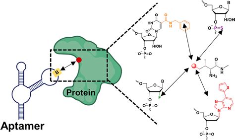 Frontiers Chemically Modified Aptamers For Improving Binding Affinity