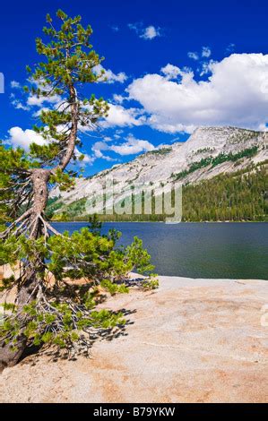 Tenaya Lake And The Granite Tuolumne Domes And Peaks Of Yosemite