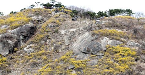 [포토]응봉산에 피어난 개나리