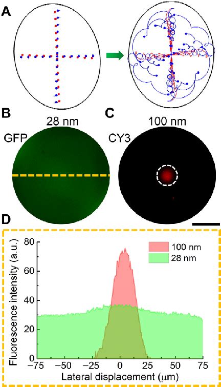 Differential Nanoparticle Concentration Via Acoustofluidic Centrifuge