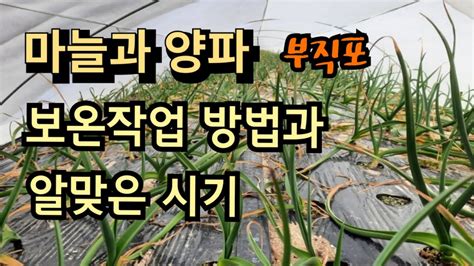 24 170 마늘과 양파 동해피해 없는 보온작업 방법과 시기 Youtube