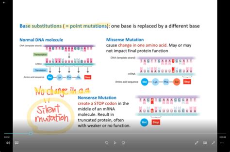 Microbiology 130 Dna Mutation Flashcards Quizlet