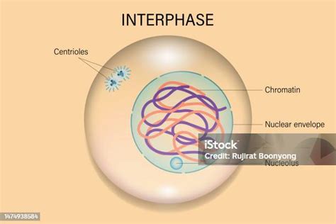 Interphase Zellteilung Zellzyklus Stock Vektor Art Und Mehr Bilder Von