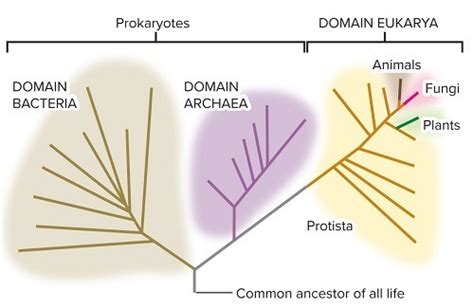 Biology 101 Fundamentals Of Biology Chapter 1 Quiz Flashcards Quizlet