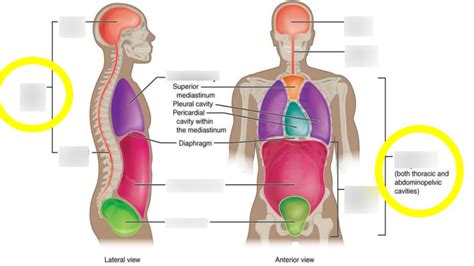 Lecture 1 Intro To Human Body Diagram Quizlet