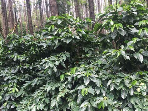 India Ratnagiri Catuai Special Washed From Bababudangiri Western Ghats