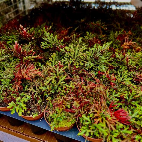 2″ Ruby Moss The Kc Plant Factory